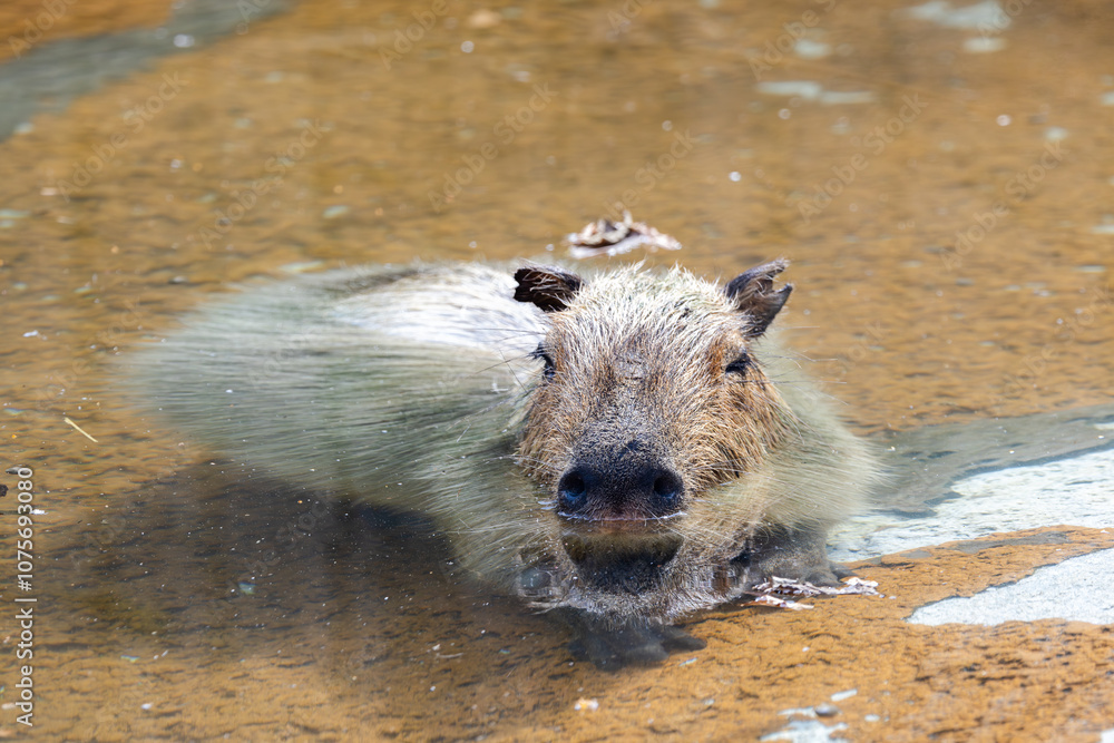 Capybara largest South American rodent swimming at the zoo. They are ...