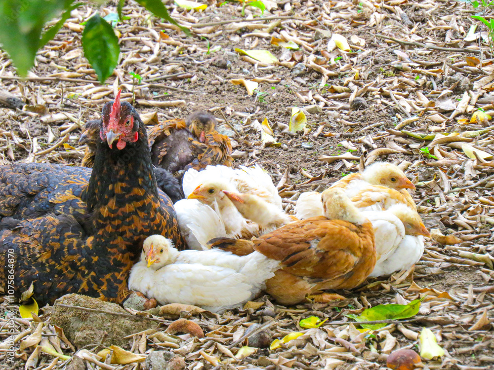 A free-range hen with her fluffy chicks pecking around her. The scene ...