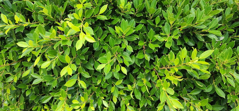 Ficus microcarpa known as Chinese banyan, Malaysia banyan, Tree in the ...
