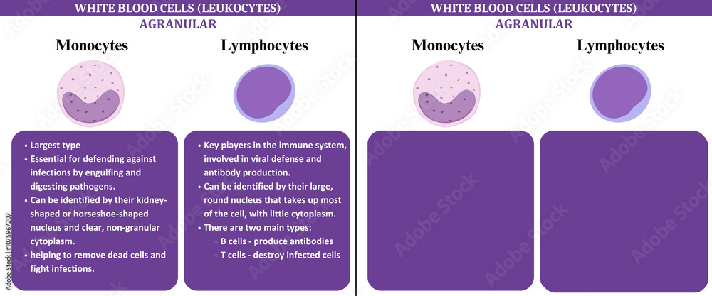 white blood cells wbc leukocytes science education infographic diagram ...