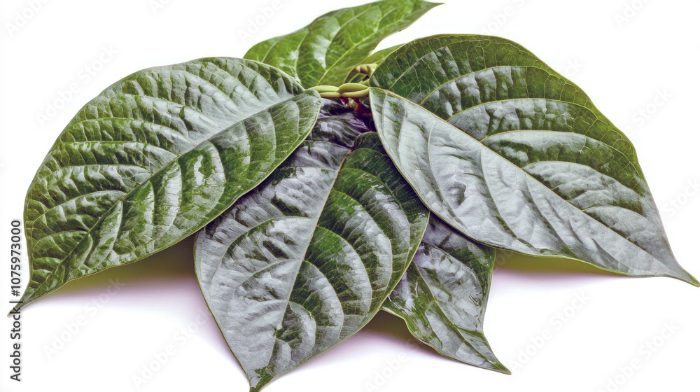 Fresh betel leaves arranged compactly, showcasing their vibrant green ...