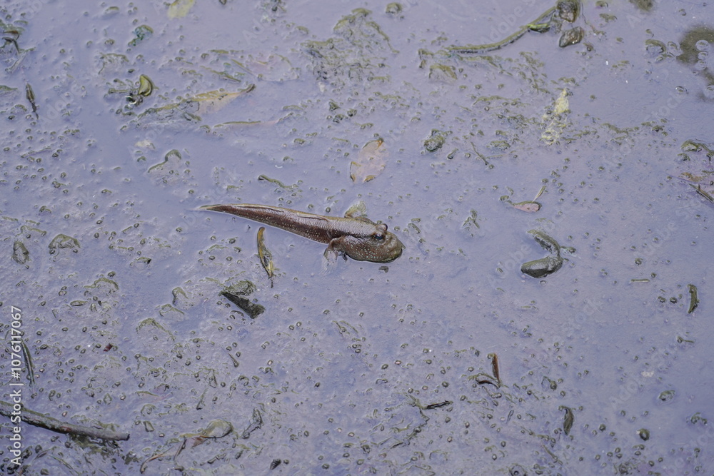 Boleophthalmus pectinirostris, commonly known as the blue-spotted ...