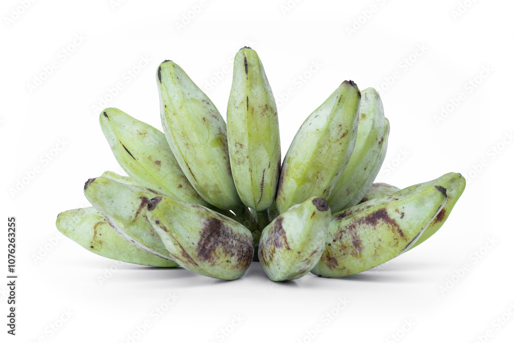 Bunch of raw Musa Silver Bluggoe bananas The Thai name is Kluai Hak ...