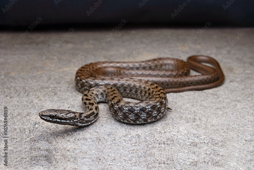 The Himalayan keelback, Herpetoreas platyceps is a species of grass ...