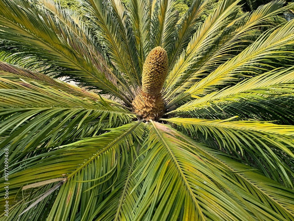 Cycas revoluta plant and its male reproductive cone. Close-up. Male ...