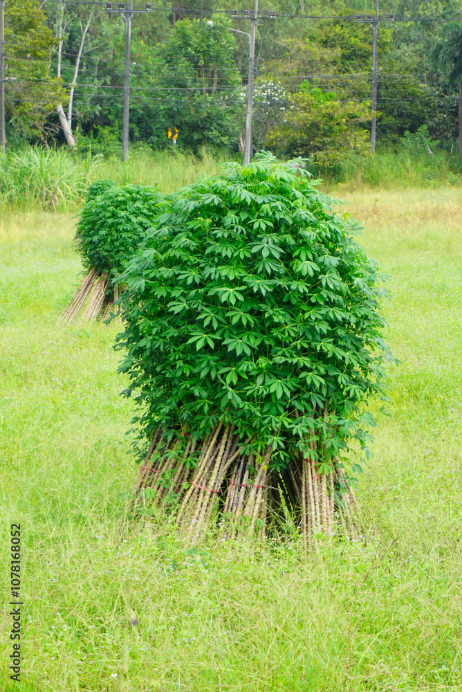 Cassava farm, Group of Tapioca tree for plantation in farm, Agriculture ...