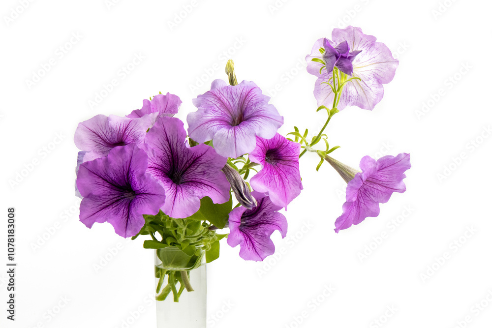 Petunia Flowers, purple petunias with dark veins, Easy Wave Plum Vein ...