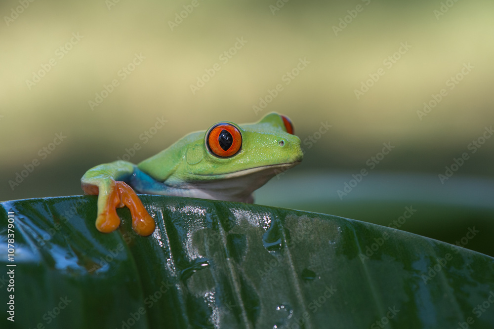 The cutest frog in the world. Red eyed tree frog. Amazing, lovely ...