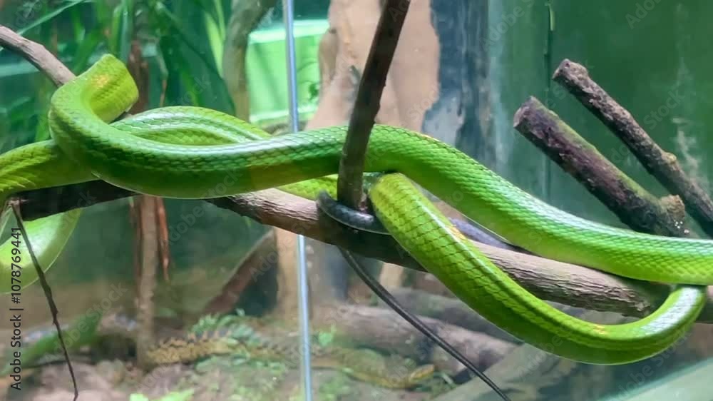 green snake coiled around on a branch with natural green background in ...