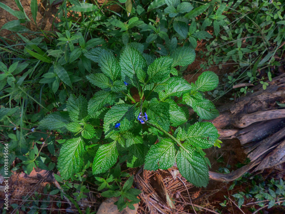 Stachytarpheta jamaicensis, commonly known as the Blue Porterweed, is a ...