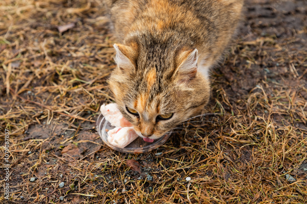 brown beige homeless cat eating meat. animal protection, care and help ...
