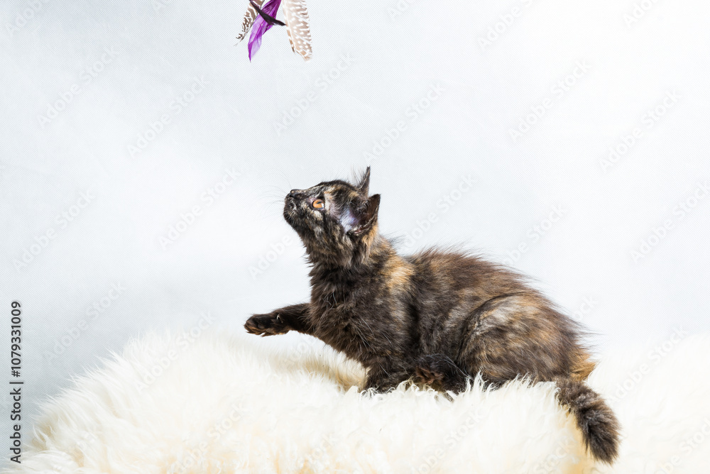 Three months old tortoiseshell kitty in hunting position lying on the ...