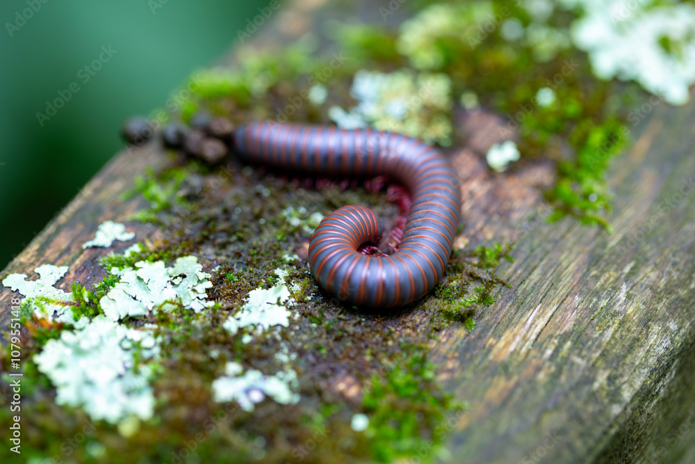 An american giant millipede (narceus americanus, iron worm) curled up ...
