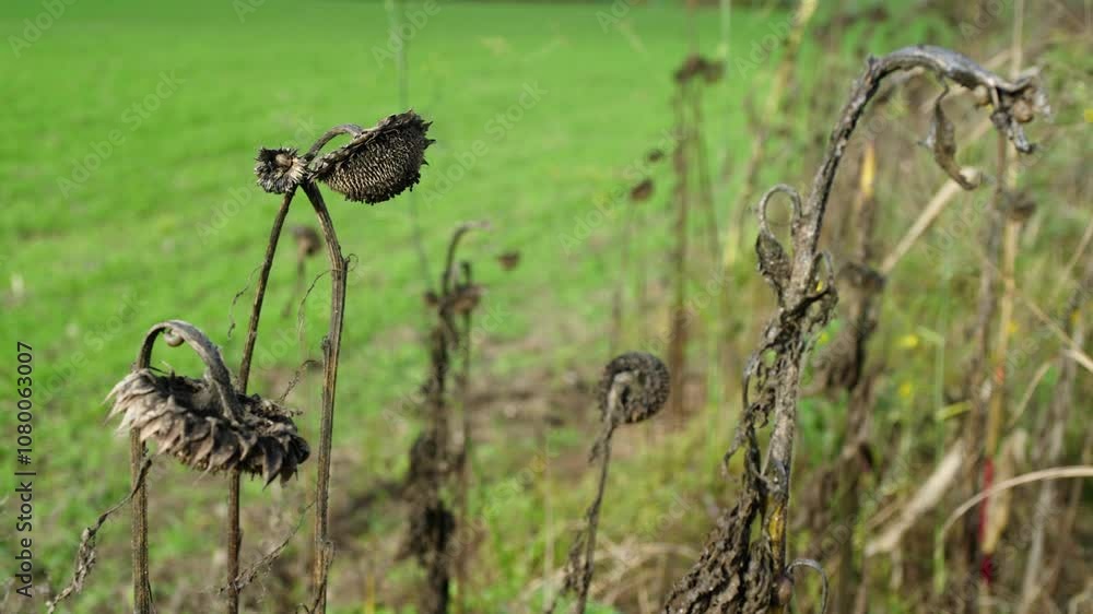 Dried sunflower stalks with wilted heads in a green field. The footage ...