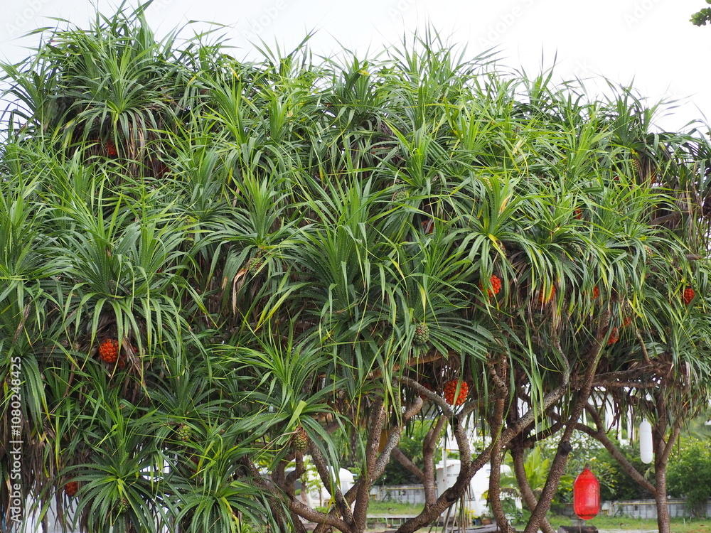 Pandanus tectorius tree with orange ripe fruit and green unripe fruit ...