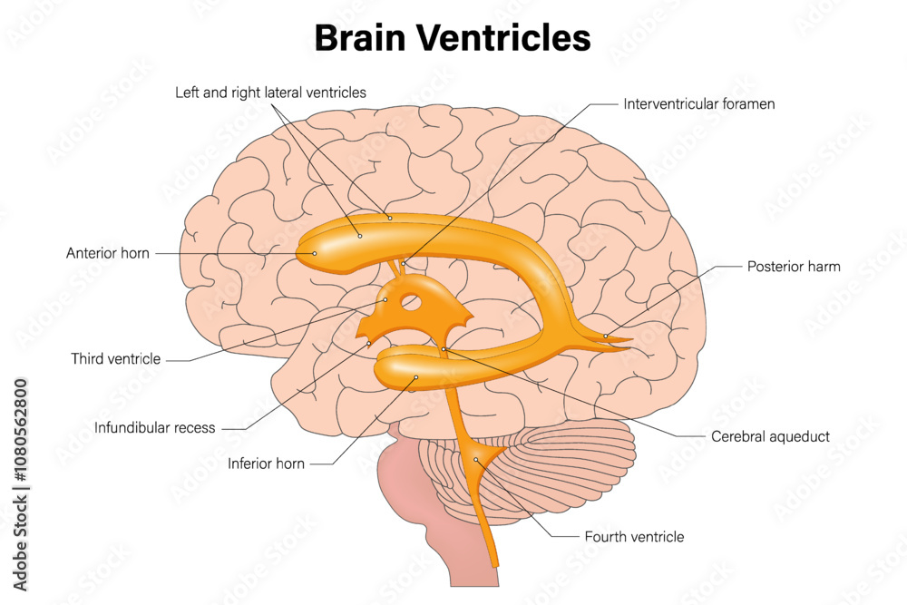Ventricles Of The Brain Study Shows Long Spaceflights Lead To Increase