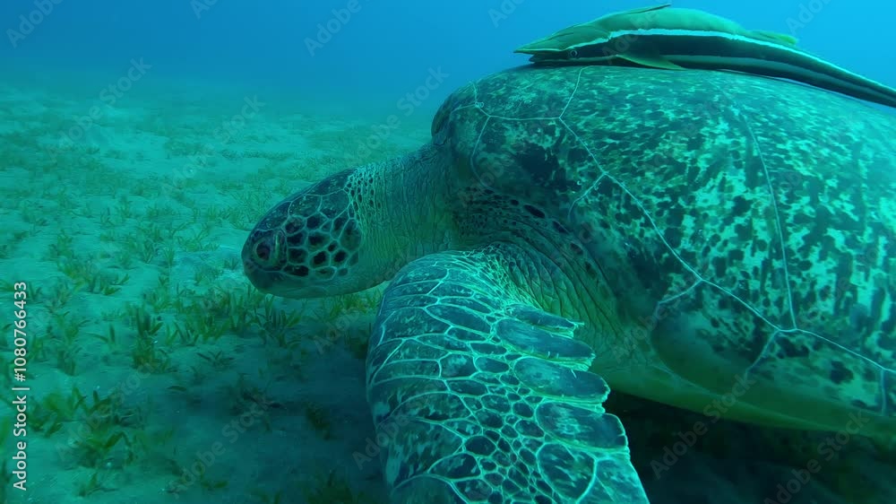 Close up of Sea turtle swims over sandy bottom covered with green sea ...