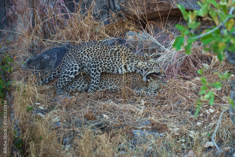 Mating leopards. Africa wildlife. Panthera leopard, Panthera pardus ...