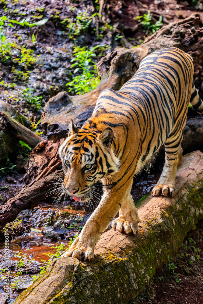 The closeup image of Sumatran tiger. It is a tiger population in the ...
