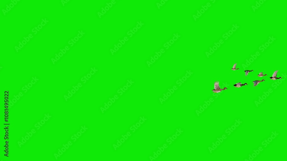 Wedge Flock of 7 Wild Colorful Duck Birds - American Wood Male and ...