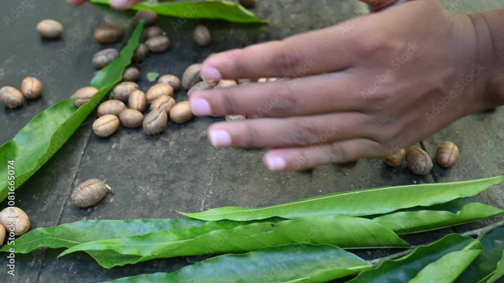 Polyalthia longifolia seeds. The Ashoka tree is native to India. A ...