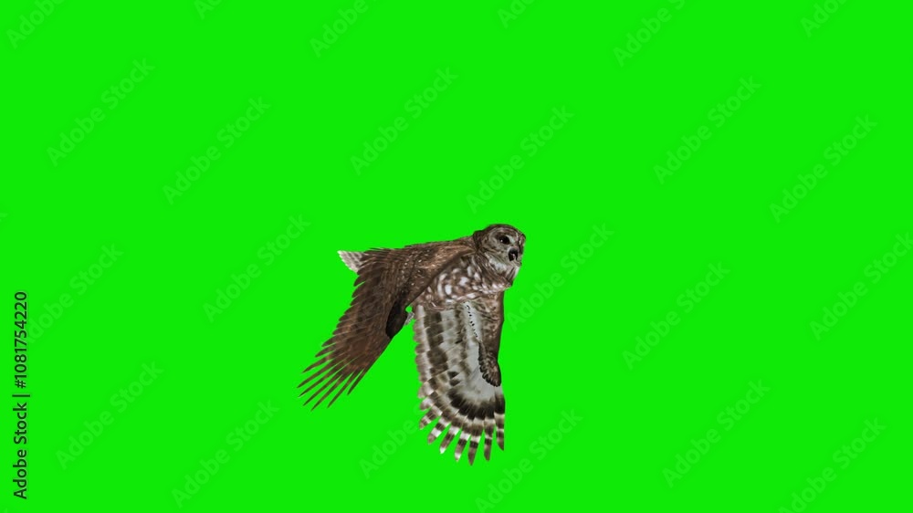 Spotted Owl - North American Bird of Prey - Flying Loop - Side View ...