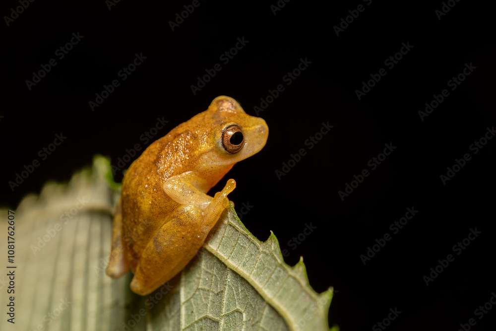 Dendropsophus microcephalus, species of frog. Refugio de Vida Silvestre ...