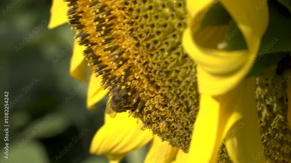 Bee Pollinating Sunflower in Bright Summer Sunshine. A close-up shot of ...