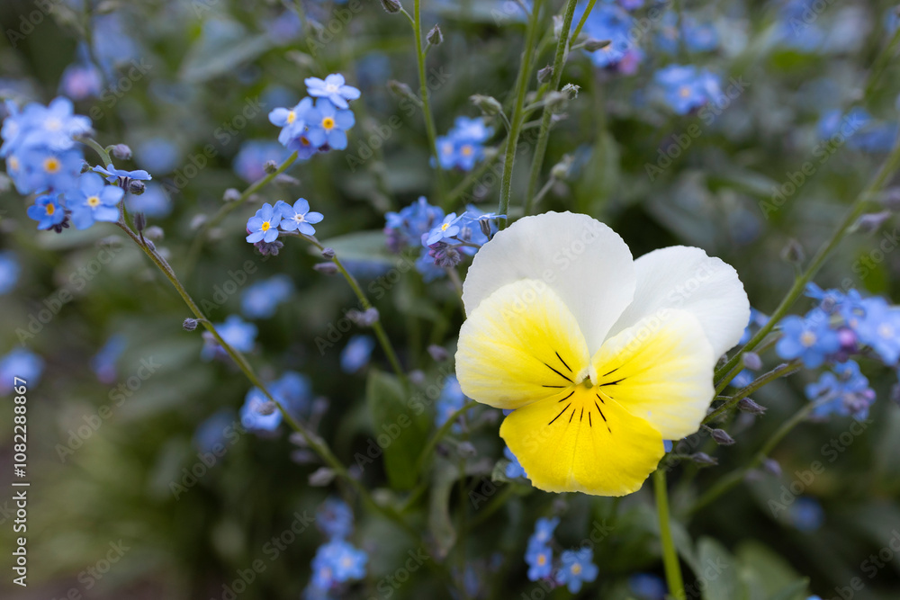 blue forget-me-nots and among them yellow pansy flowers. top view ...