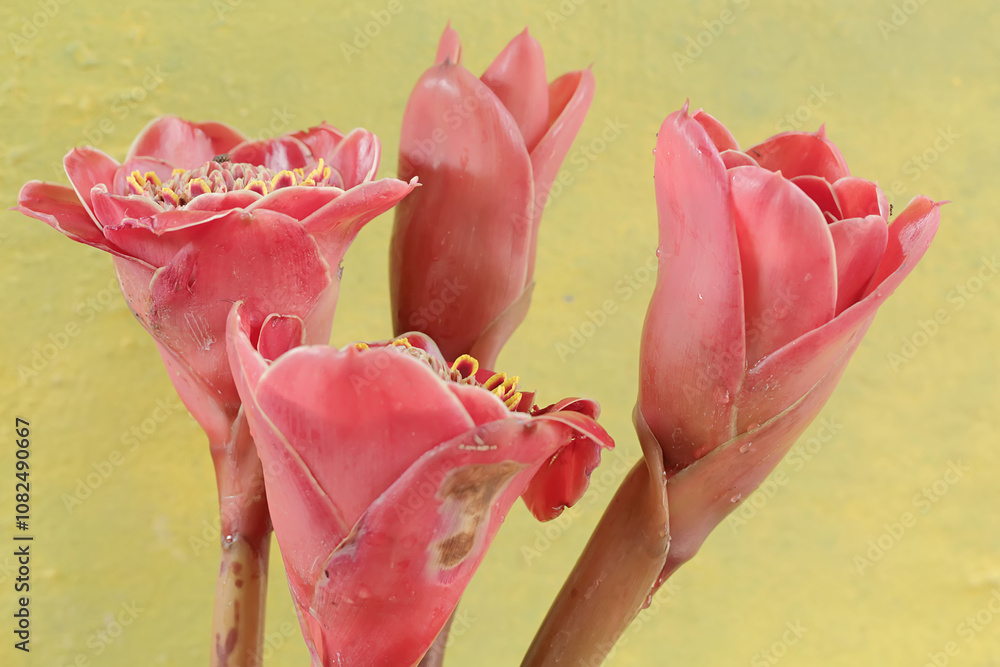 The beauty of a red ginger lily in full bloom. This plant has the ...