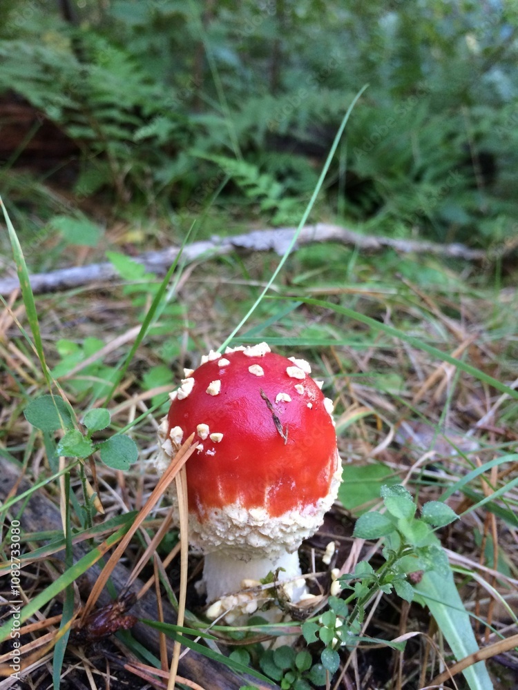 Bright red fly agaric mushroom growing amidst green foliage in the ...