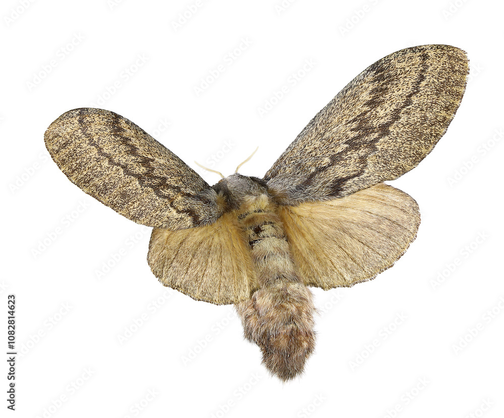 Cypress moth, Pachypasa otus or Sphinx otus (Lepidoptera: Lasiocampidae ...