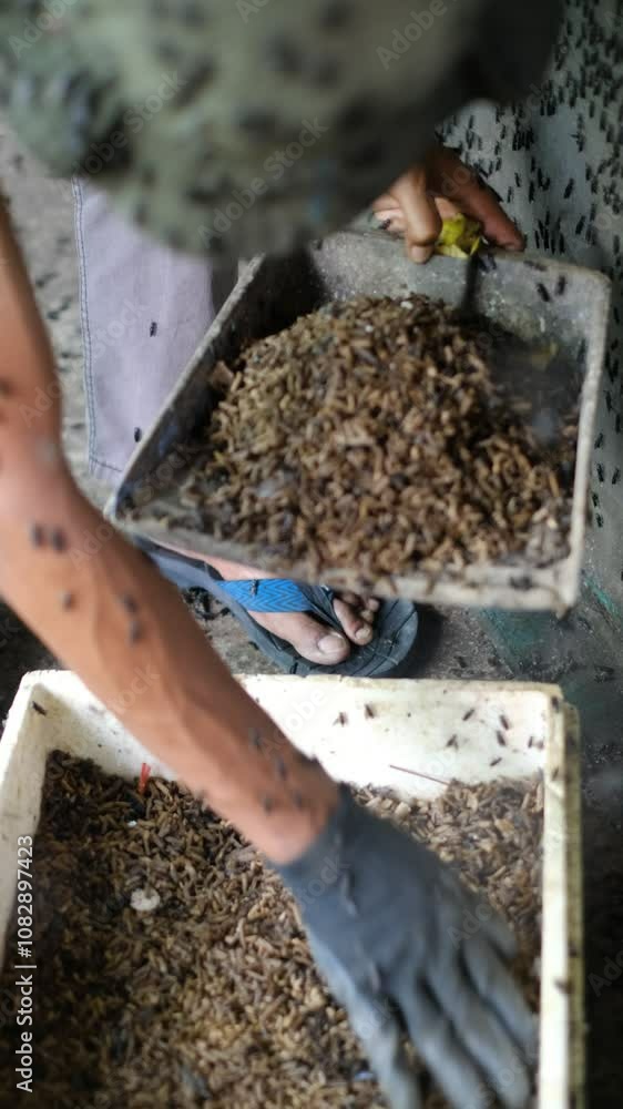 Close up of harvesting black soldier fly larvae at an insect farm for ...