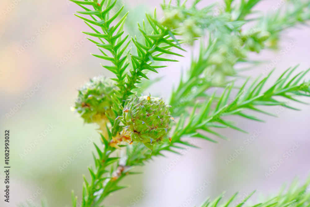 The seeds of a Japanese red cedar tree have a unique, spiny husk. Stock ...