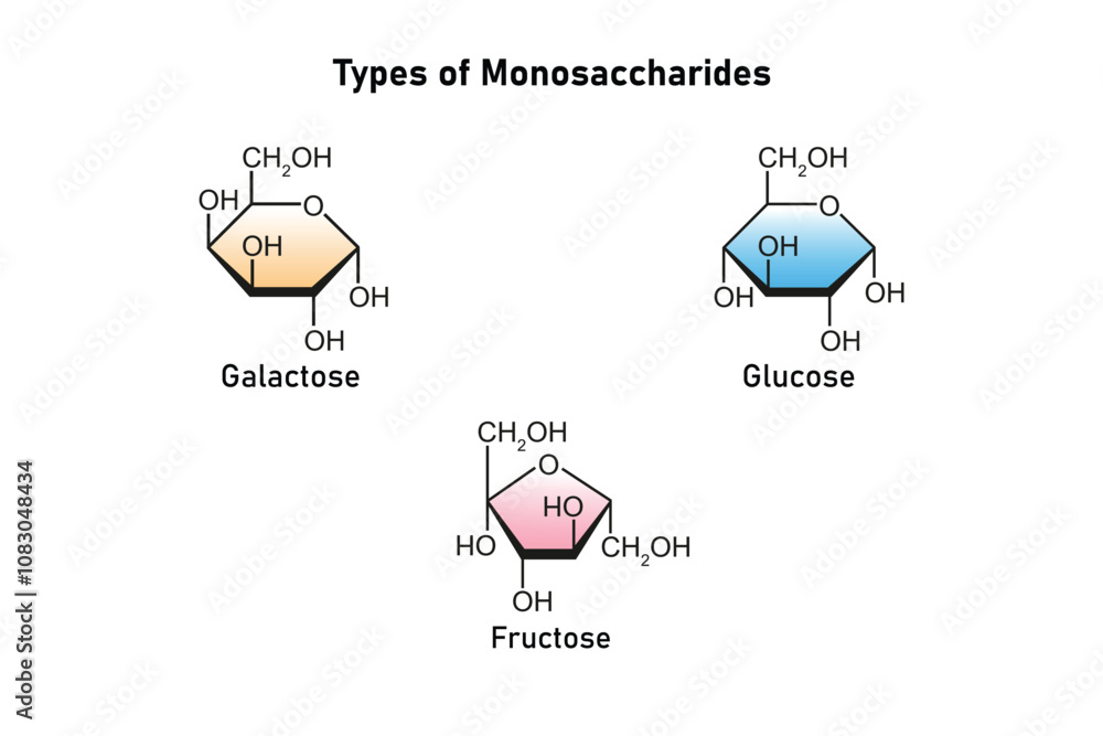 Poster Types of Monosaccharides (Glucose, Galactose and Fructose ...
