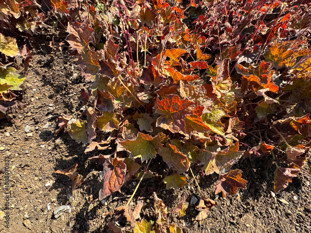 Vibrant red Heuchera leaves. Purple-leafed Heuchera micrantha in the ...