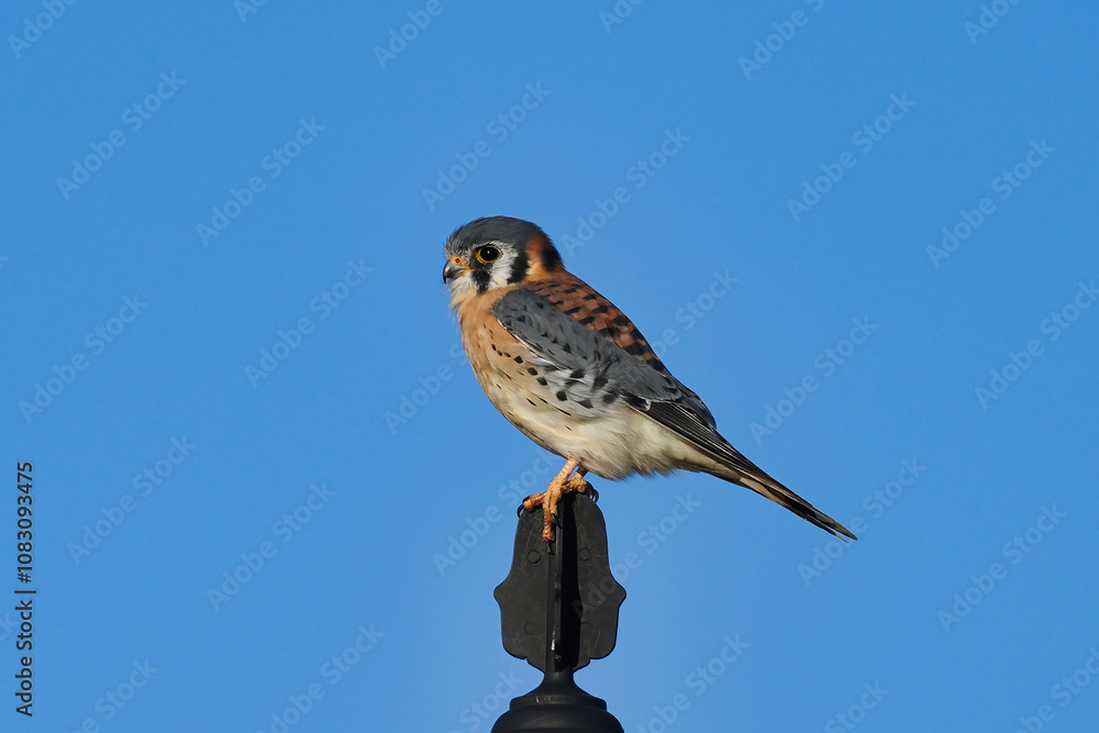 The American kestrel (Falco sparverius), is the smallest and most ...