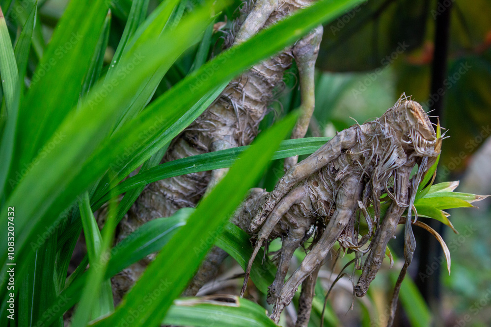 Foto makro dari akar dan daun pandan. Pandan leaves are long, narrow ...