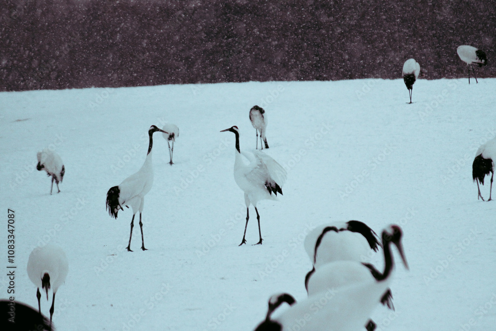 Red crowned cranes dancing, in Japan Red-crowned crane in turui-mura ...