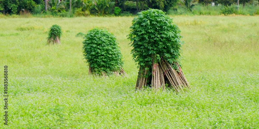 Cassava farm, Group of Tapioca tree for plantation in farm, Agriculture ...