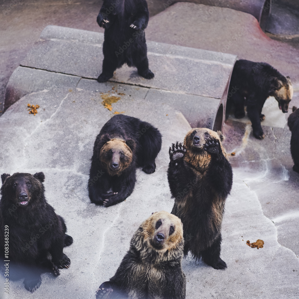Grizzly bear. A group of Big brown bear with soft focus on the standing ...