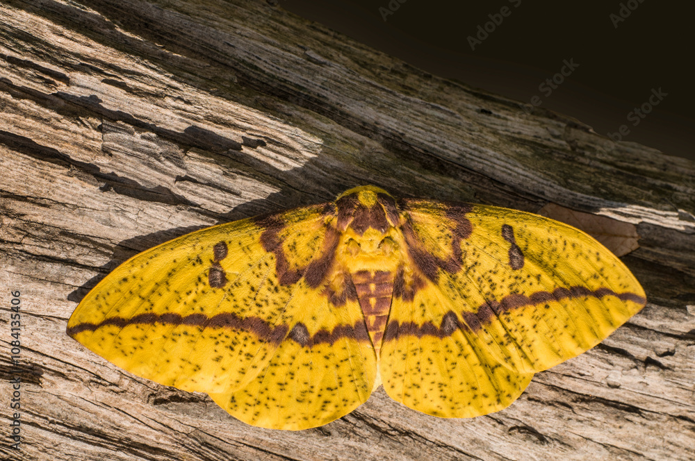 Dorsal view of an adult female imperial moth, Eacles imperialis, with ...