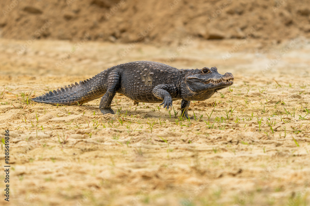 Dwarf crocodile (Osteolaemus tetraspis), also known commonly as the ...