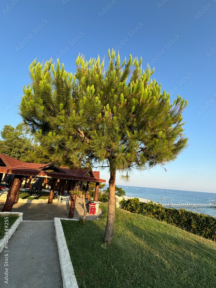 Aleppo pine jerusalem pine tree by the sea. Close-up. Pinus halepensis, commonly known as the ...