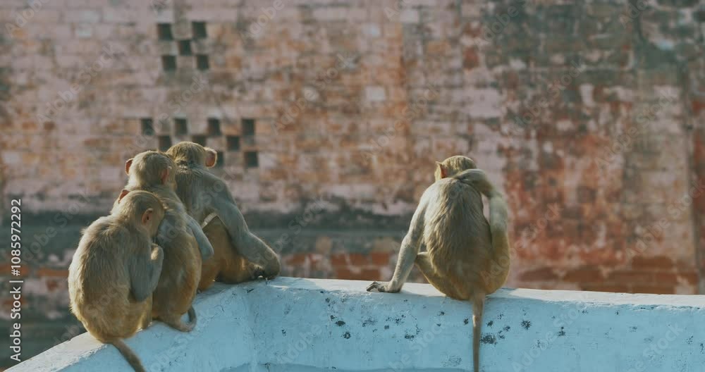 Agra, Uttar Pradesh, India. Monkeys Sit Edge Of Roof and Combing Each ...