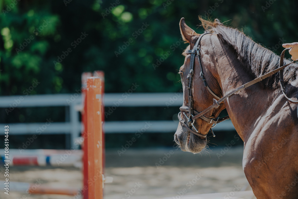 A graceful brown horse, equipped with a bridle, stands ready for an ...