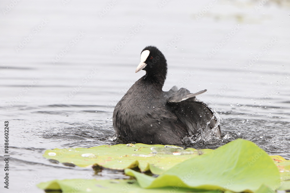 Eurasian coot (Fulica atra), also known as the common coot, or ...