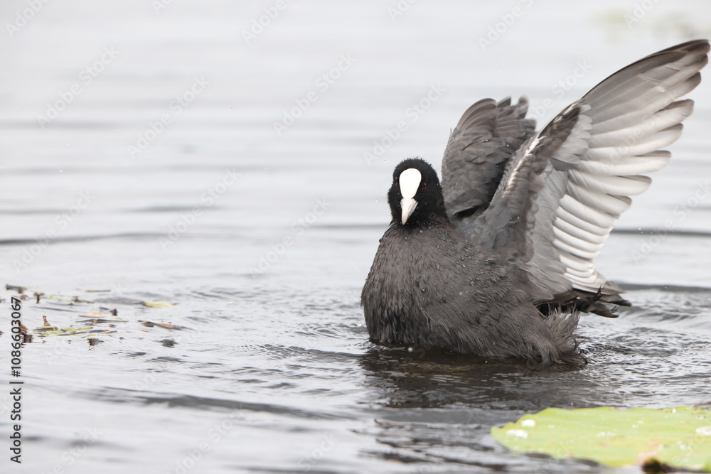 Eurasian coot (Fulica atra), also known as the common coot, or ...