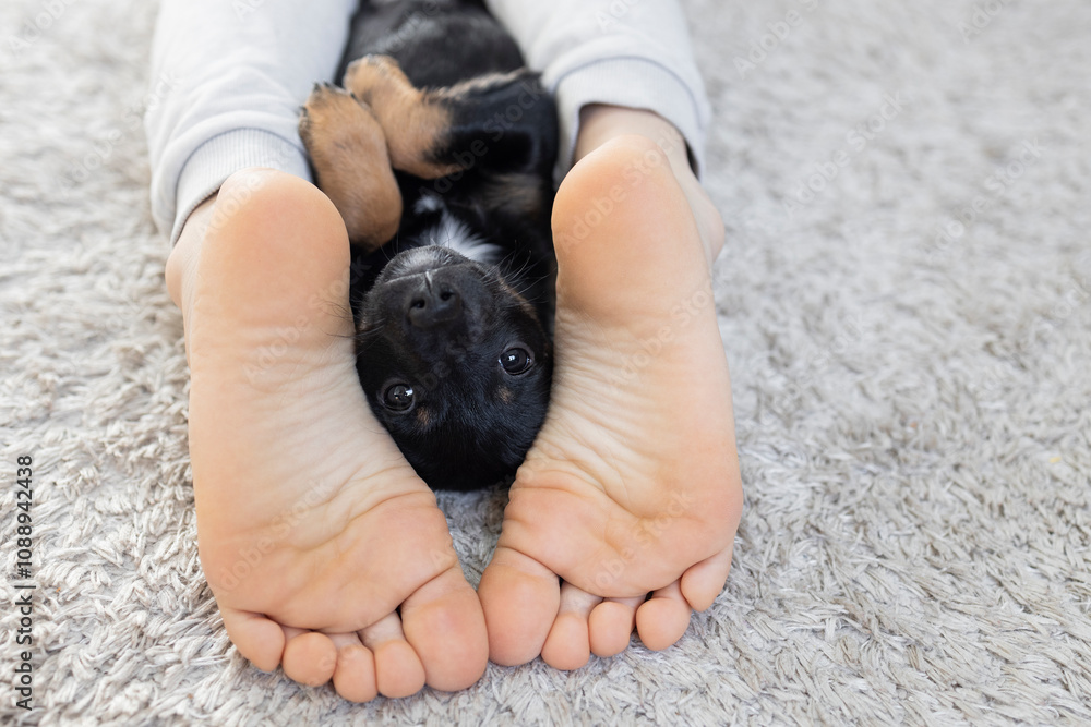 cute dark brown puppy lies on his back on light rug between bare feet ...