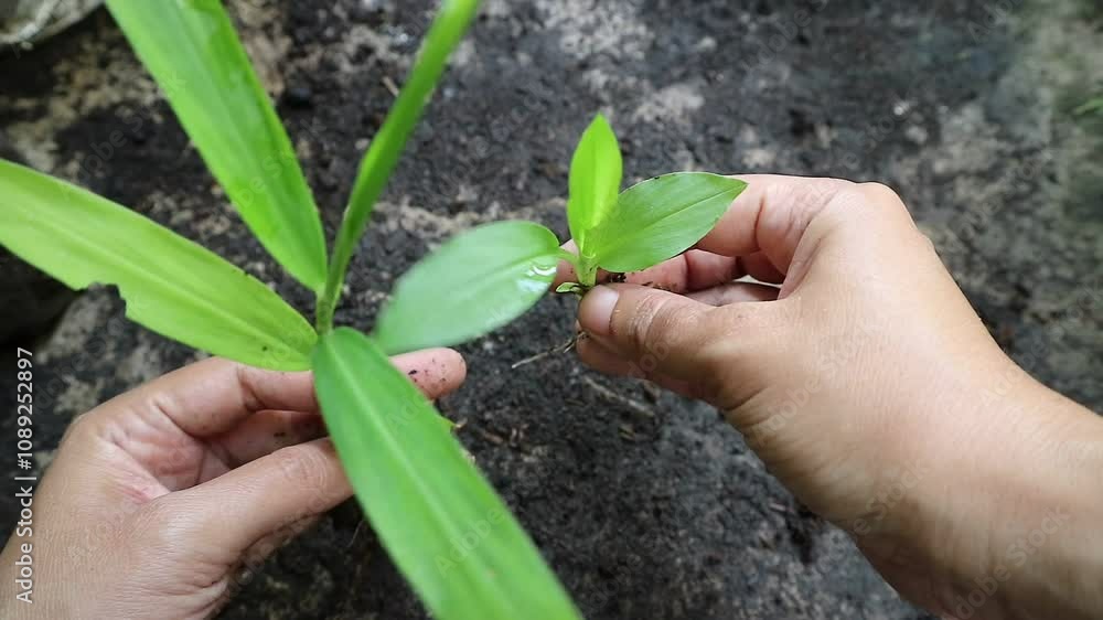 hands showing the differences between ginger and turmeric plants. the ...